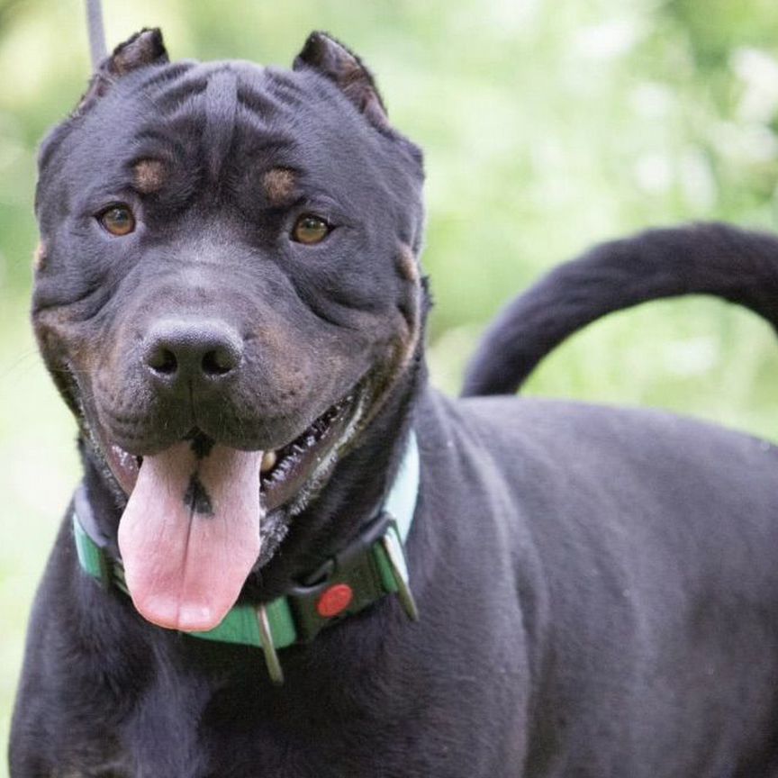 Чудесный пес Велес живет в приюте