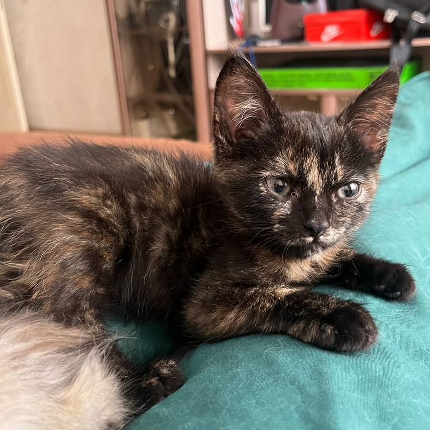 Котенок