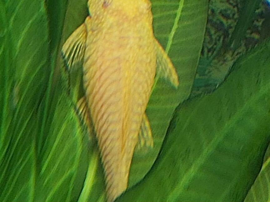 Анциструс самец и 2 желтые самки. Примерно год