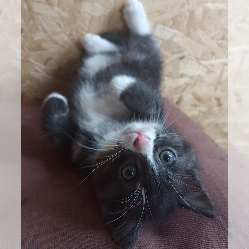 Котёнок в добрые руки