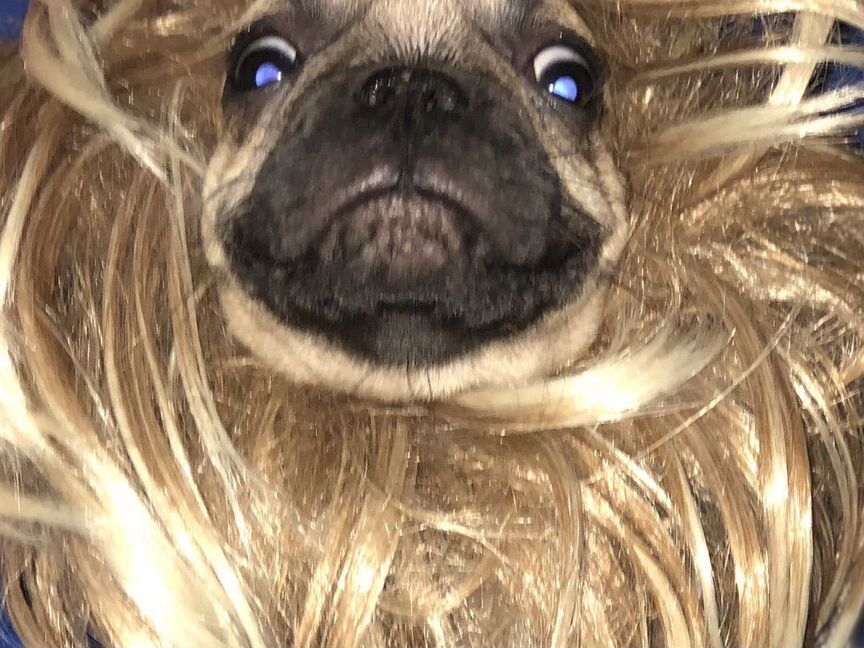 Щенки француского бульдога