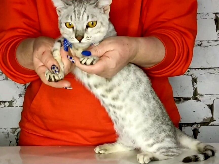 Котик Манчкин коротколапый 4,5