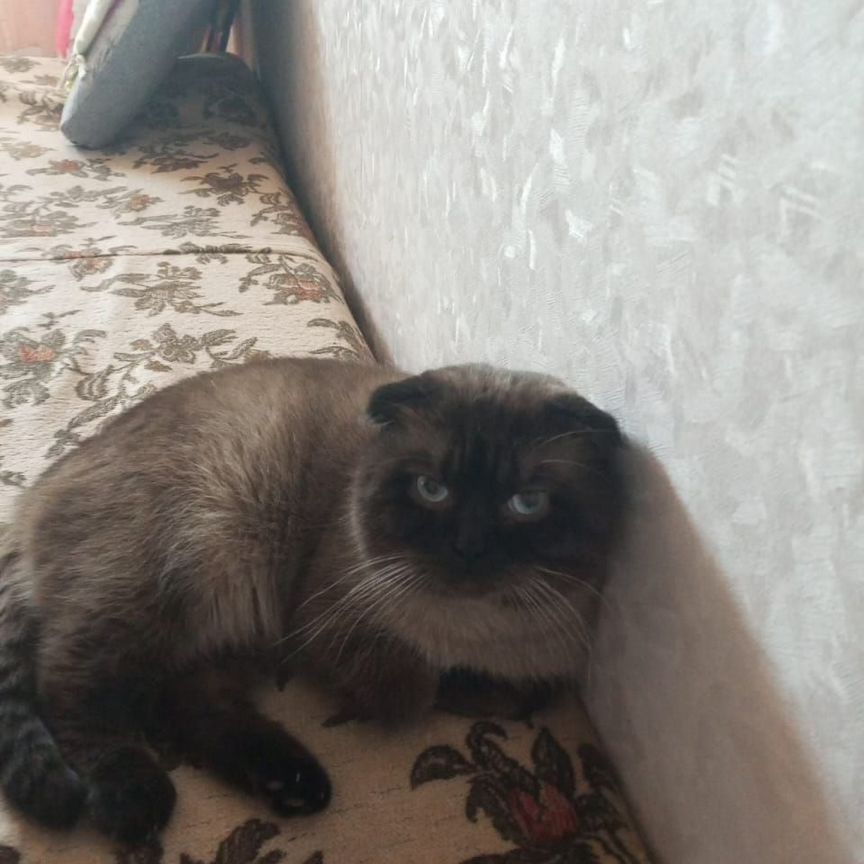 Шотландский кот вязка