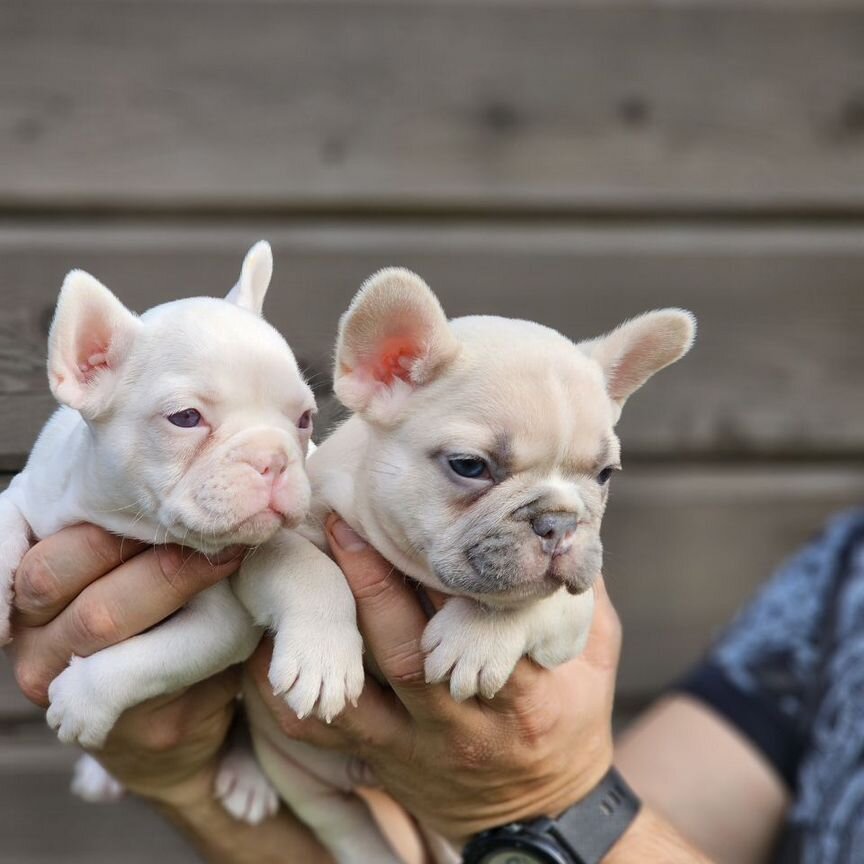 Щенки французского бульдога