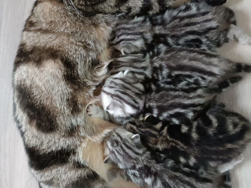 Шотландские прямоухие котята