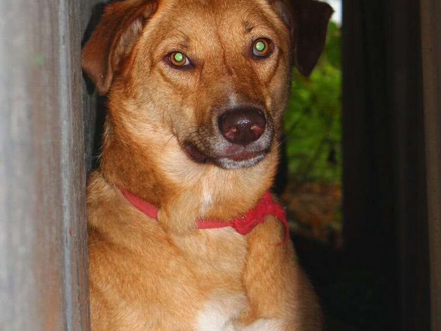 Собака в добрые руки