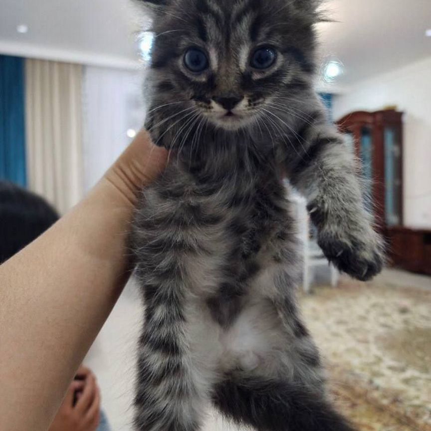 Котята крысоловы в добрые руки