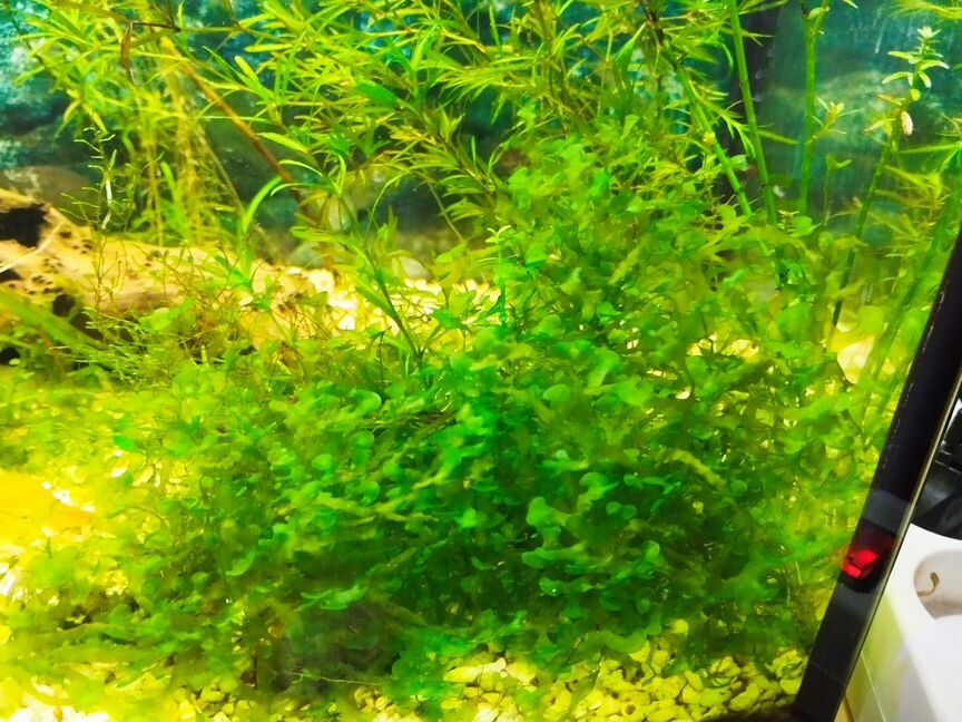 Ломариопсис