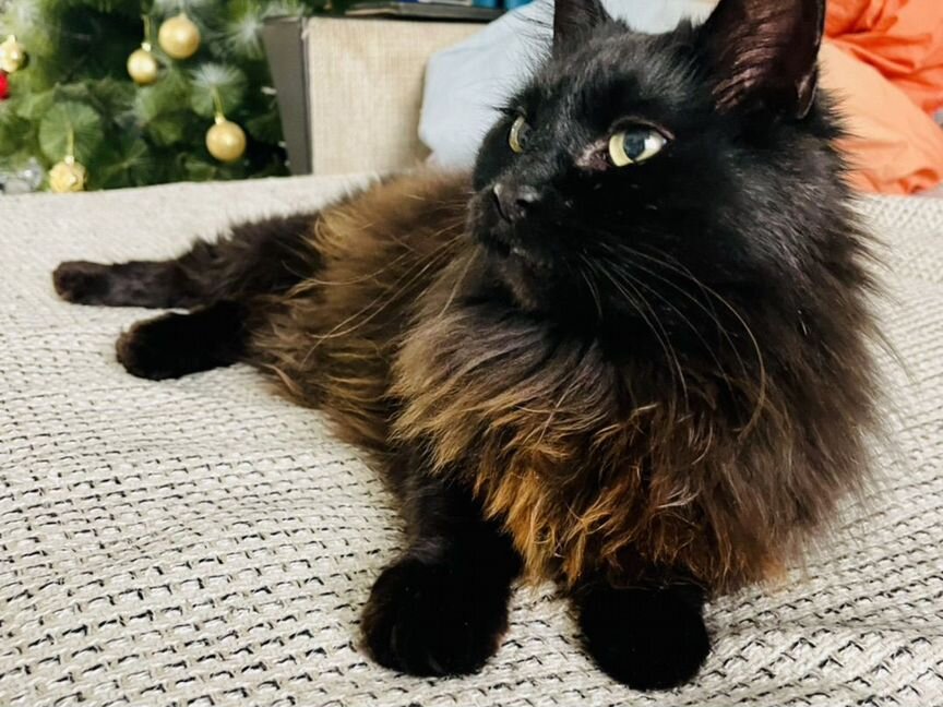 Кошка в дар