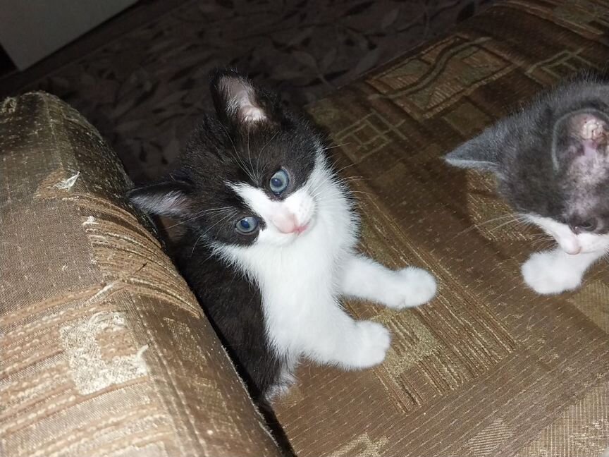 Кошки в добрые руки бесплатно