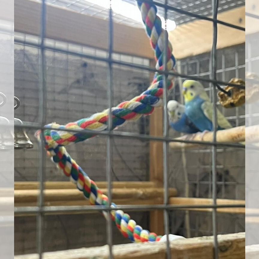 Волнистые попугаи