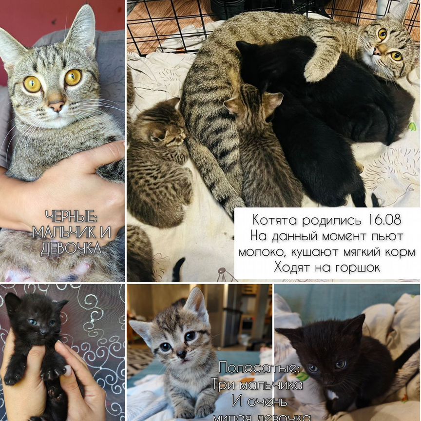 Котята в добрые руки