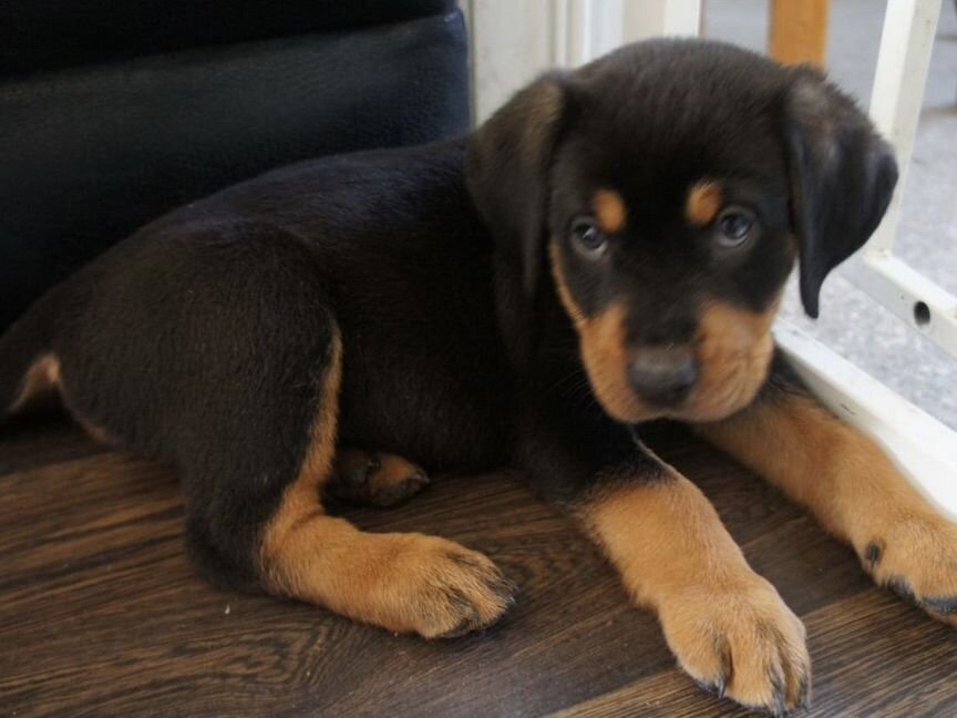 Щенки смесь Добермана и Ротвейлера