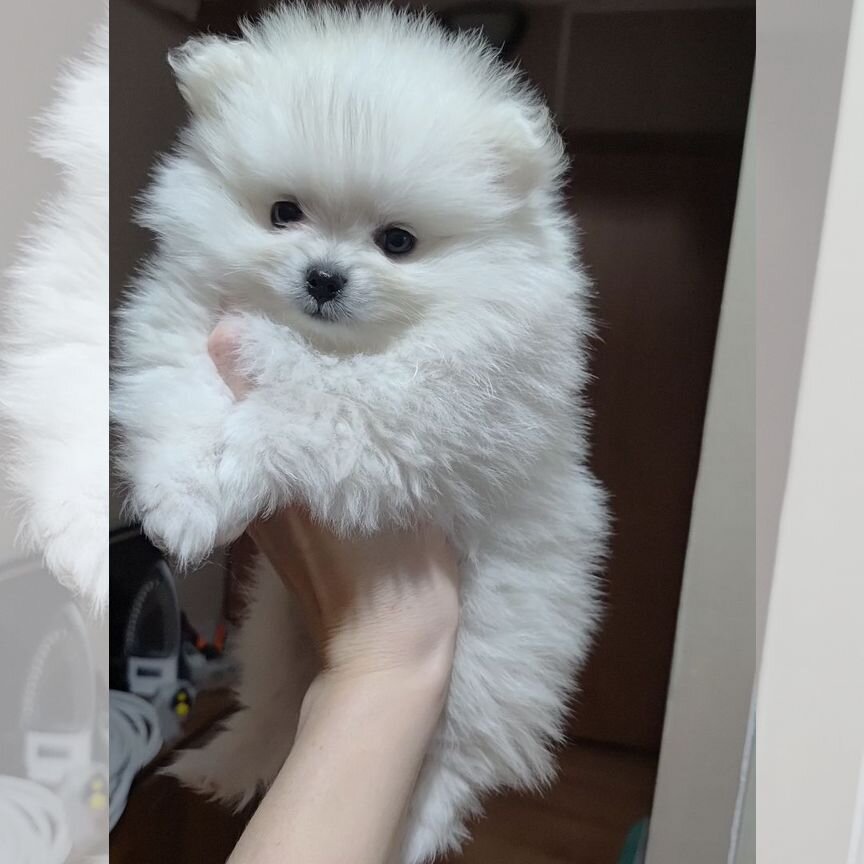 Померанский шпиц, щенок