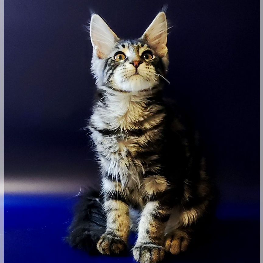 Котенок Мейн кун из питомника