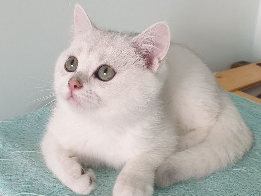 Британская серебристая шиншилла Luna