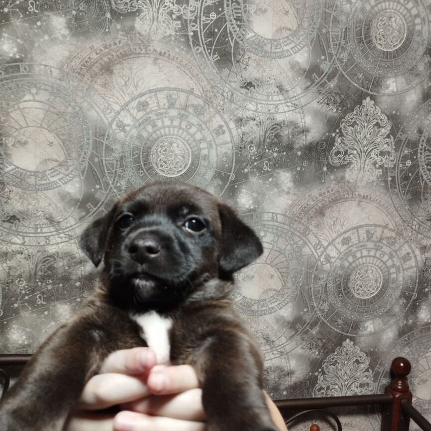 Маленькая собака