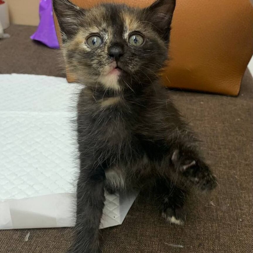 Красивые котятки