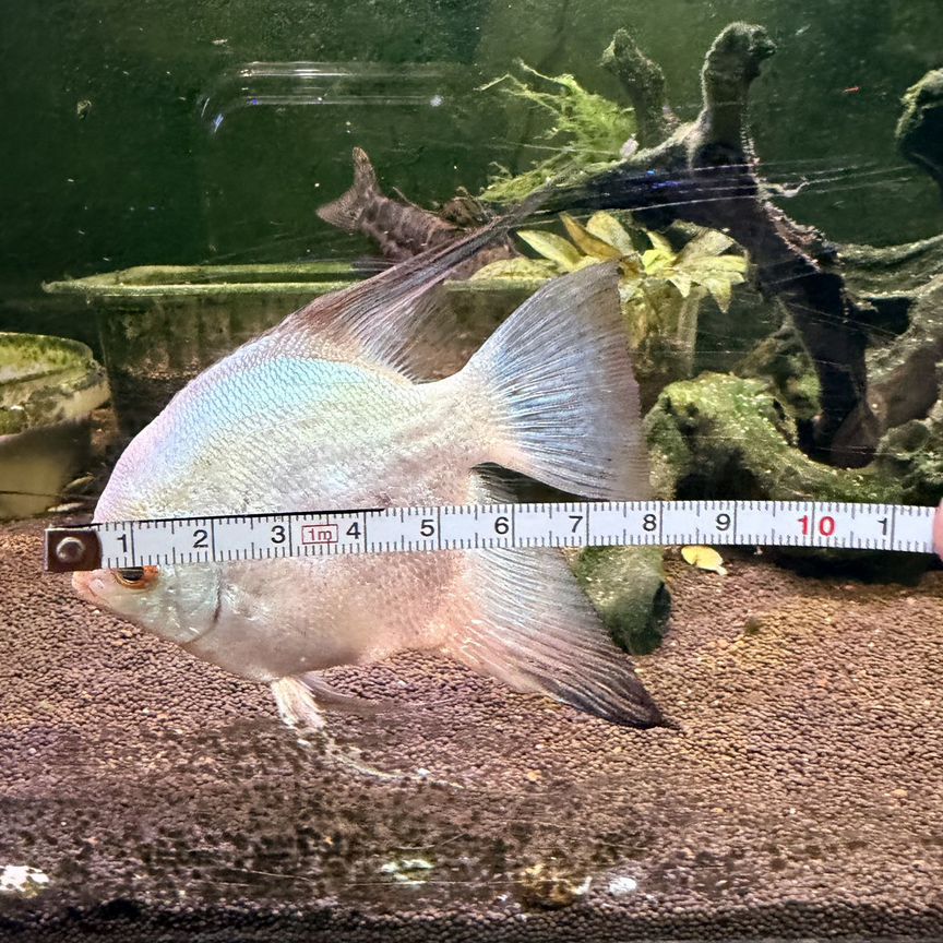 Рыба скалярия Жемчужина Болгарии