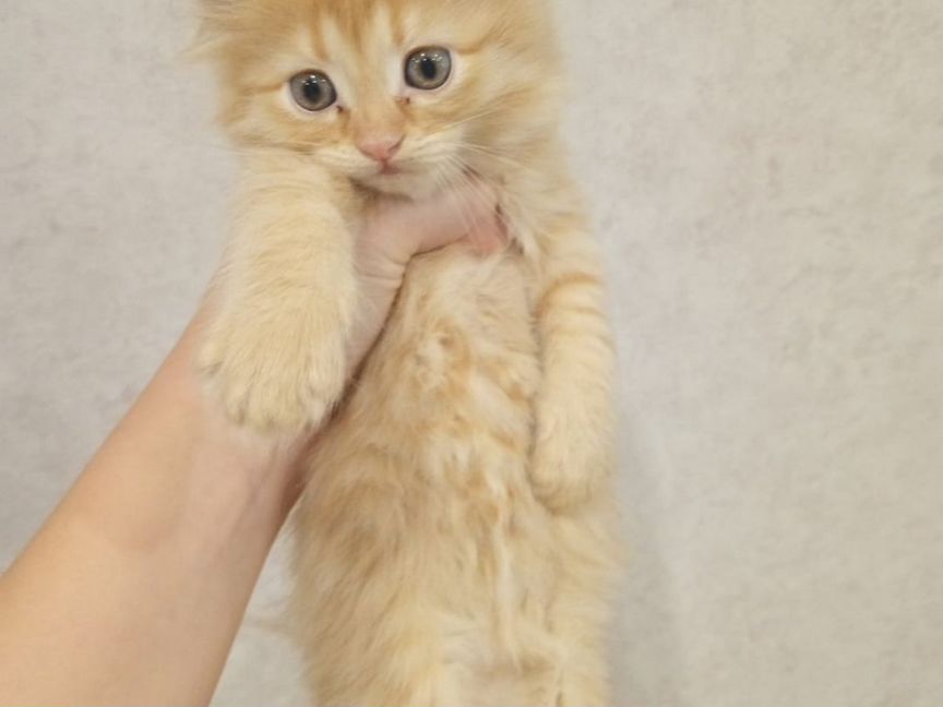 Котята отдам в добрые руки бесплатно