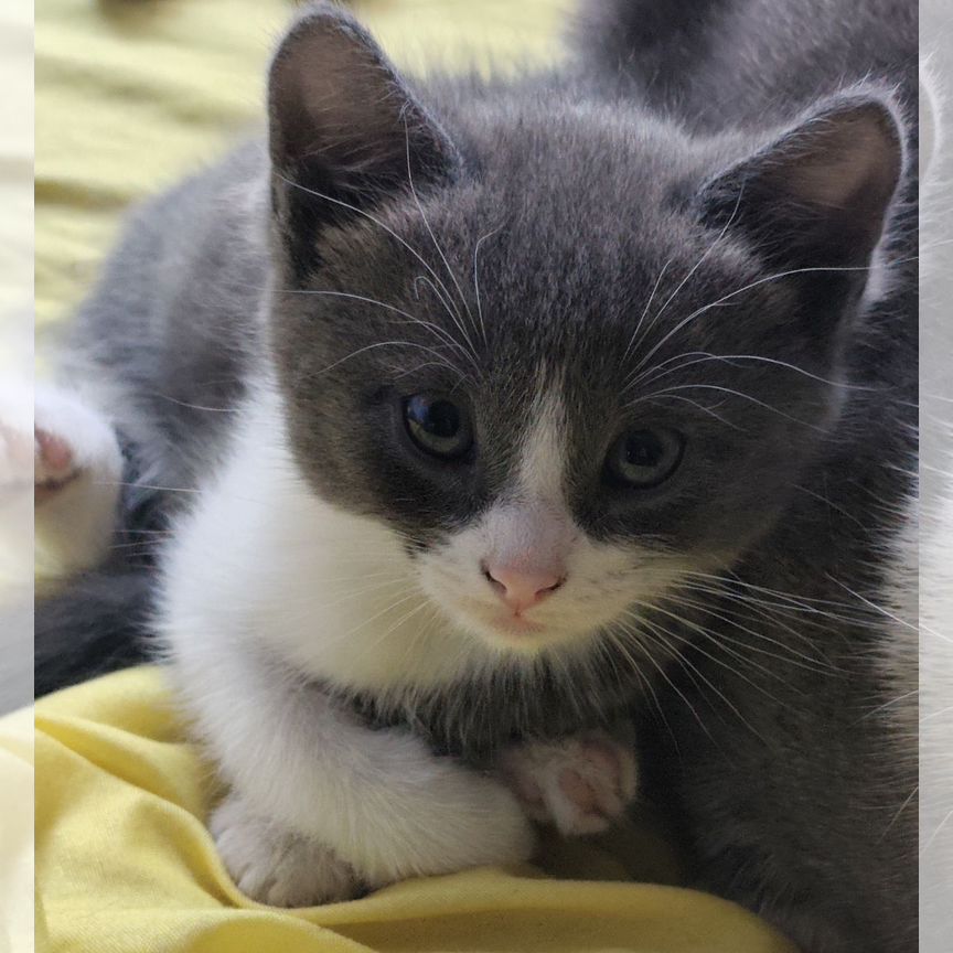 Котёнок в добрые руки