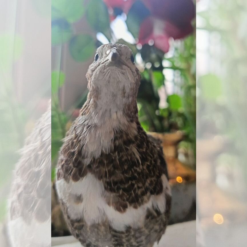 Перепёлки Селадон