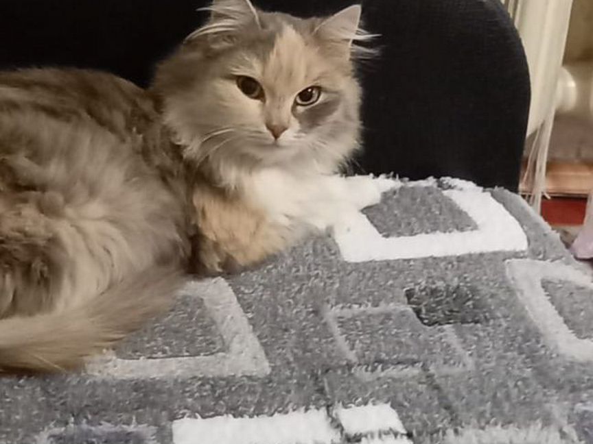 Отдам котенка (дев., 4 мес.)