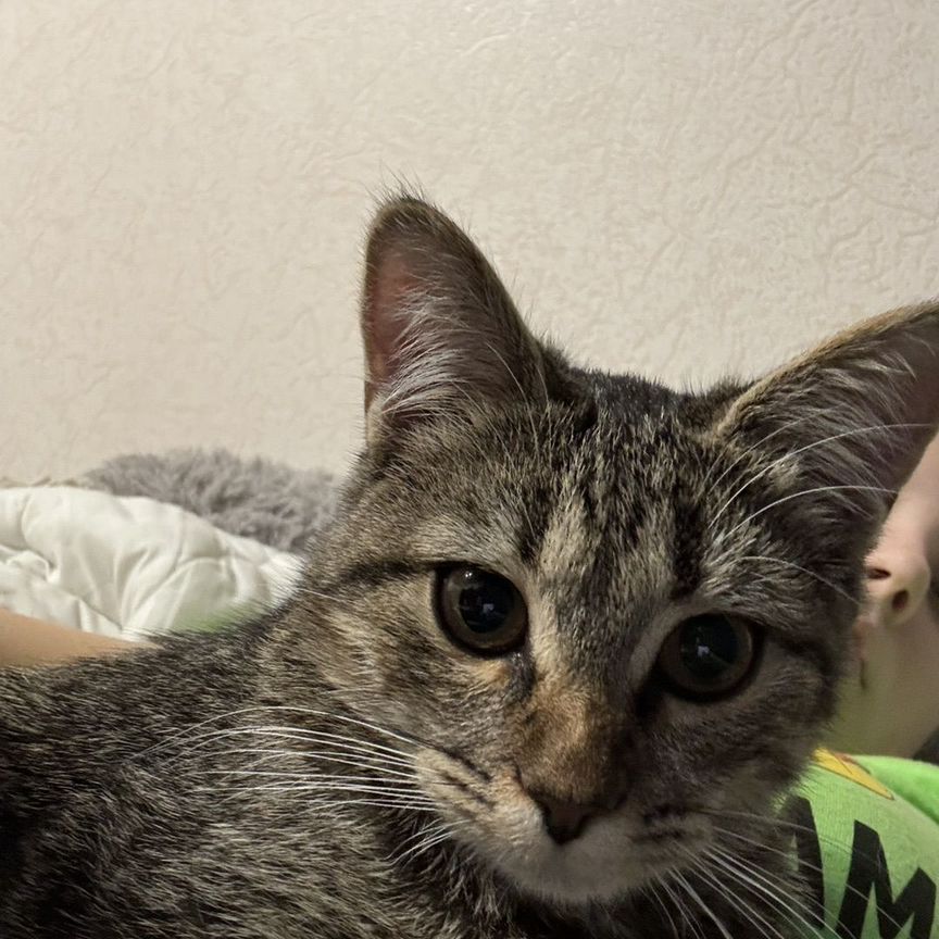 Котенок в добрые руки