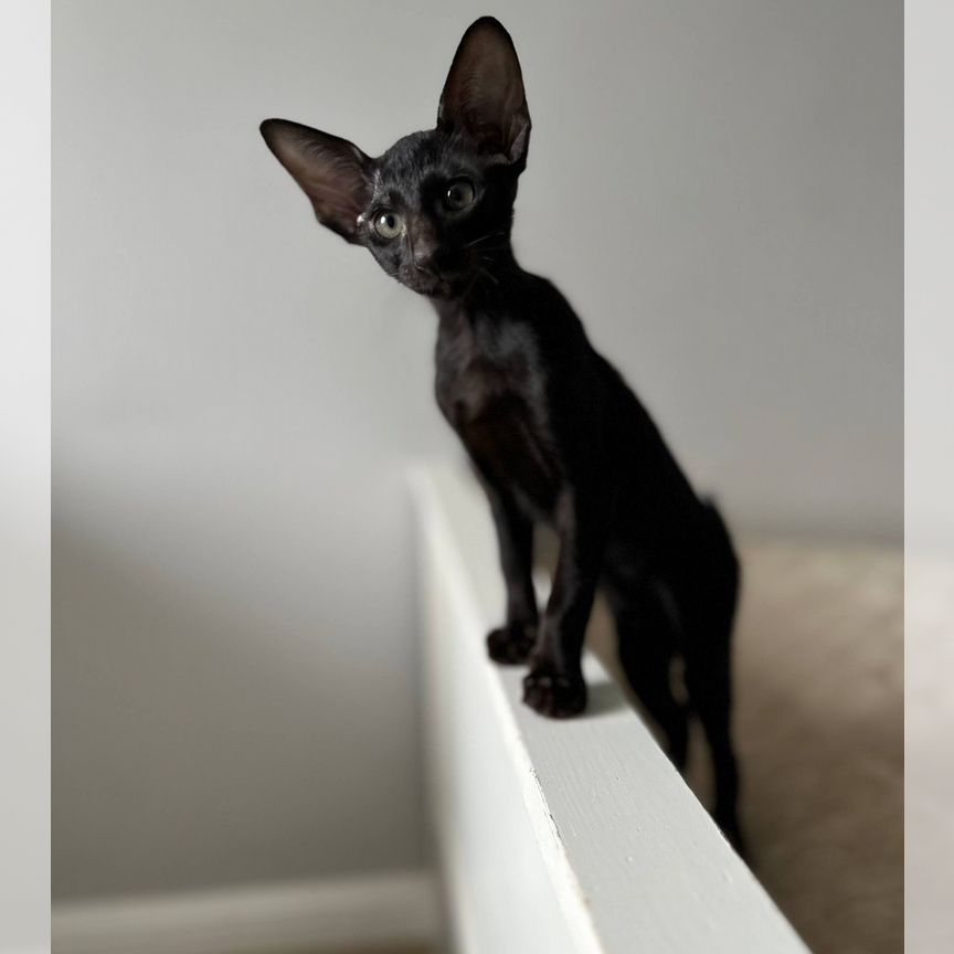 Ориентальный котёнок