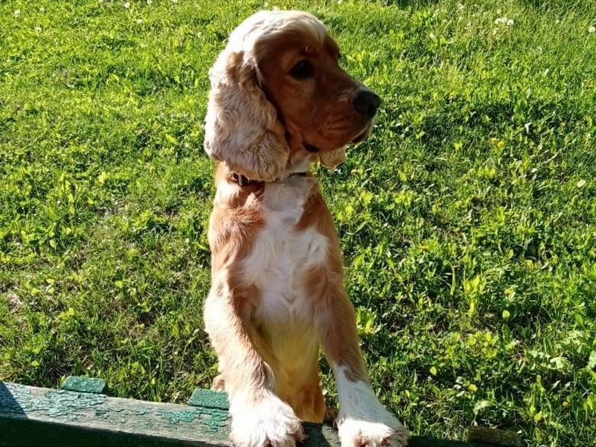 Кокер спаниель для случки