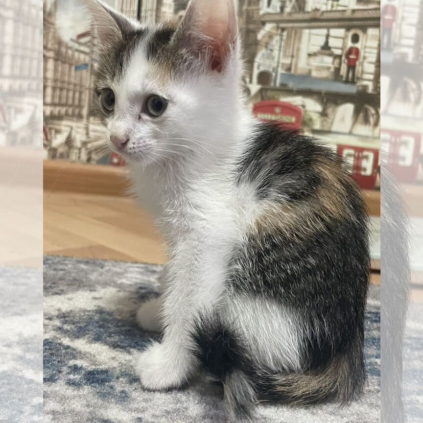 Котенок