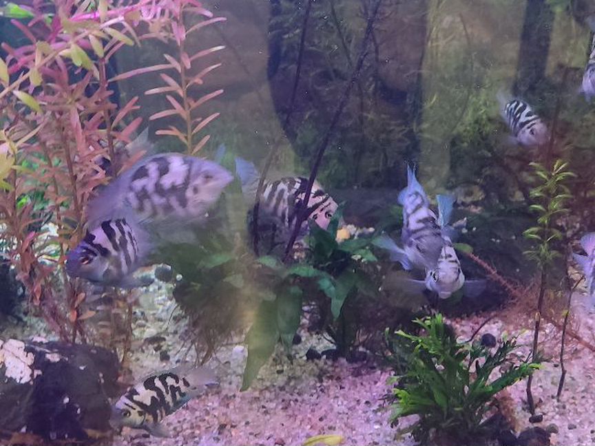 Аквариумные рыбки