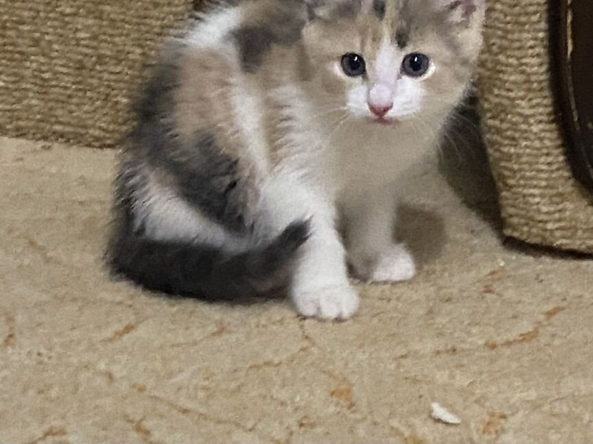 Котенок 3х цветный