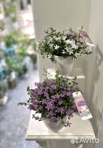 Комнатные цветы Кампанула купить в Москве | Товары для дома и дачи | Авито
