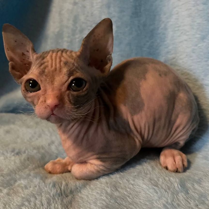 Донской сфинкс котёнок