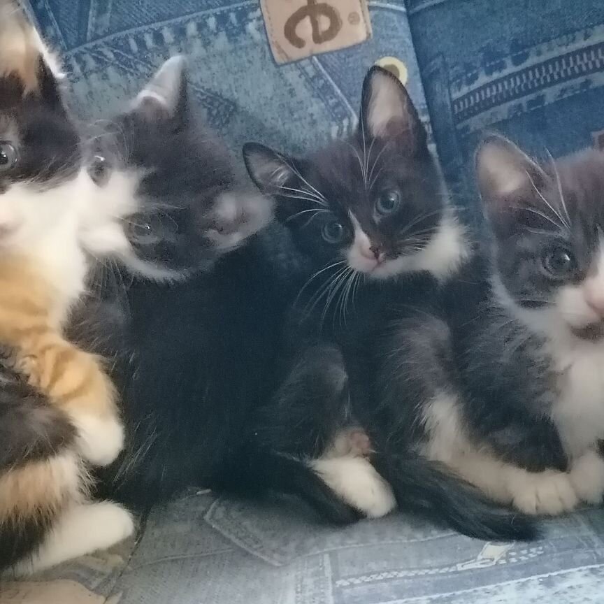 Котята в хорошие руки