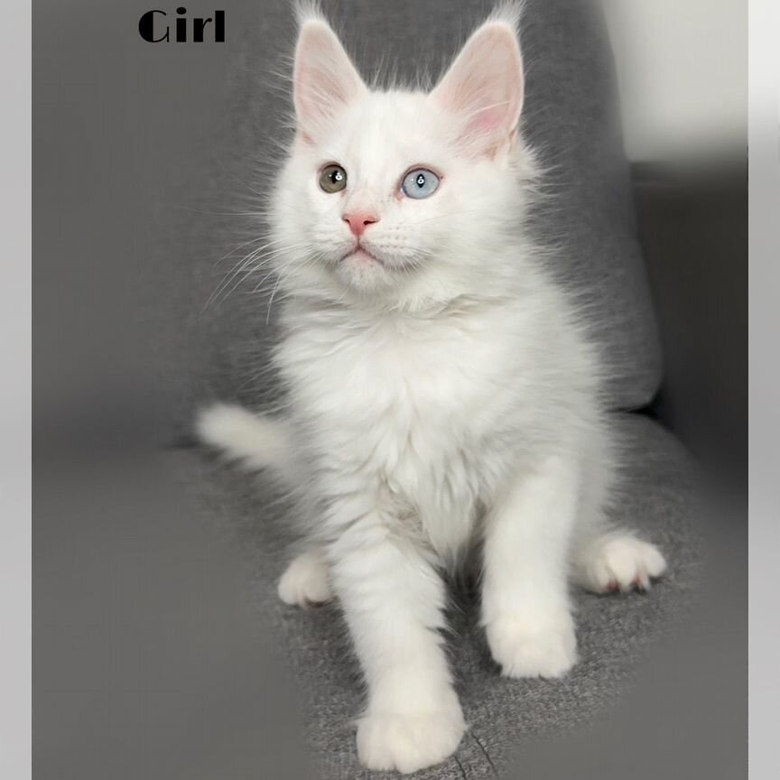 Мейн-кун котёнок