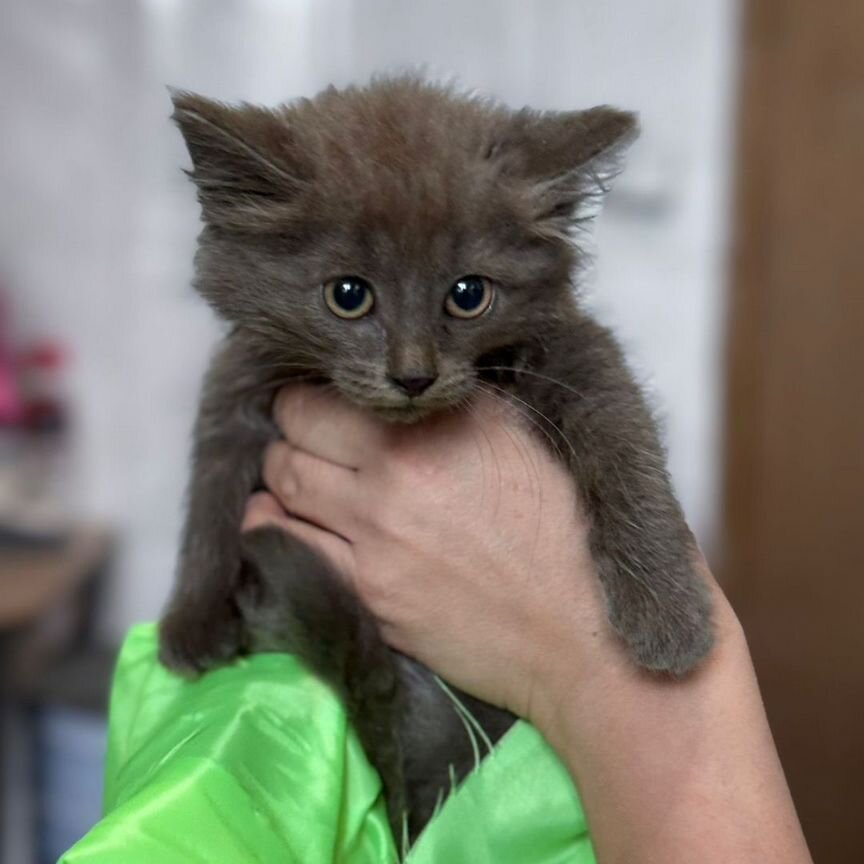 Котенок Нежный Морфей
