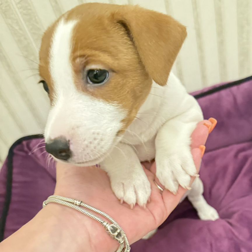 Джек-рассел-терьер, щенок