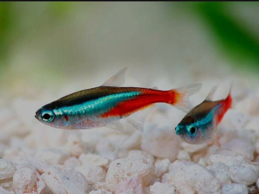 Рыбки неоны 2 шт