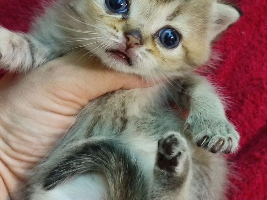 Британский золотой котенок мальчик