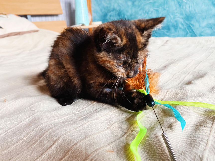 Ласкуша котёнка в добрые руки