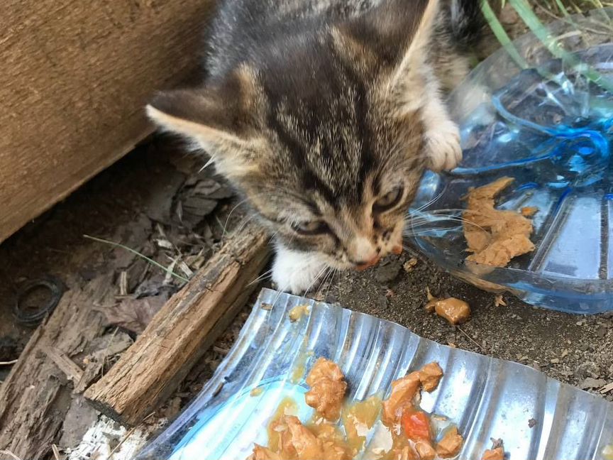 Котята малышарики в добрые руки