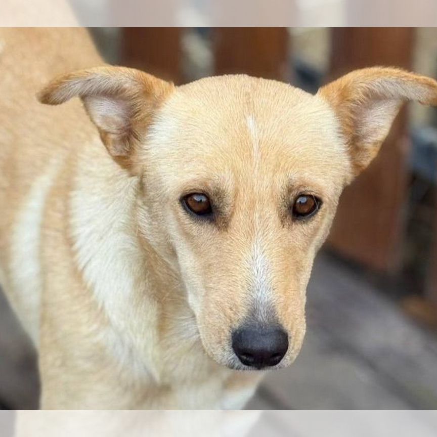 Небольшая собака в добрые руки бесплатно