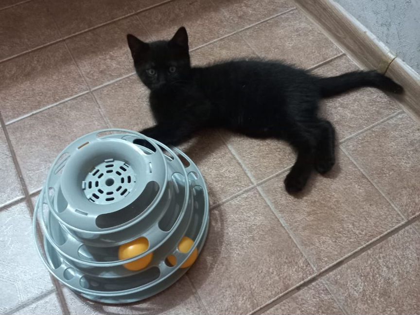 Котëнок в добрые руки