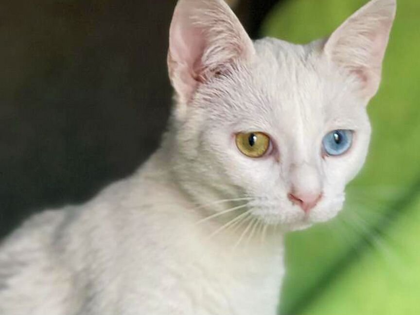 Кошка в дар бесплатно