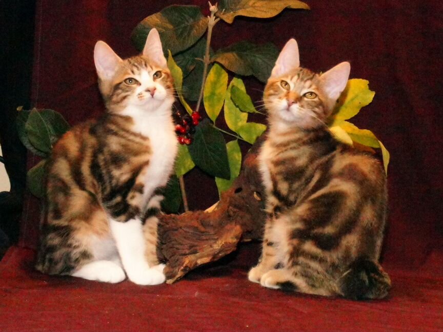 Золотая осень