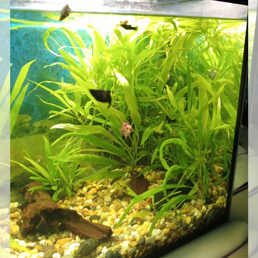 Аквариумные растения