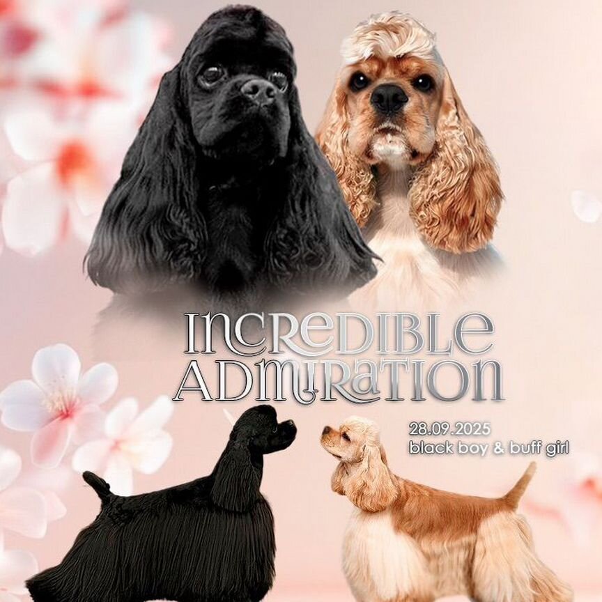 Американский кокер-спаниель, щенок