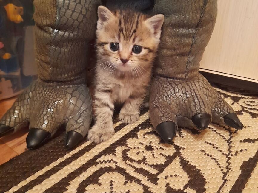 Британская